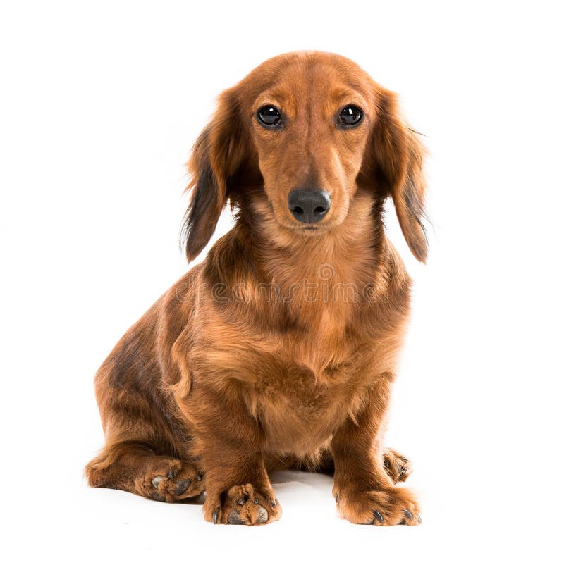 Bassotto Tedesco Rosso Della Razza Del Cane Immagine Stock - Immagine ...