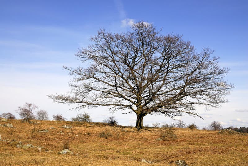 Basswood Tree stock image. Image of root, arid, toughness - 24076377