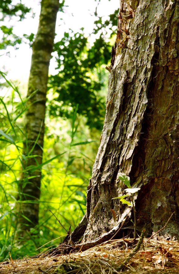Tree bast stock photo. Image of branch, bast, color, leaf - 853902