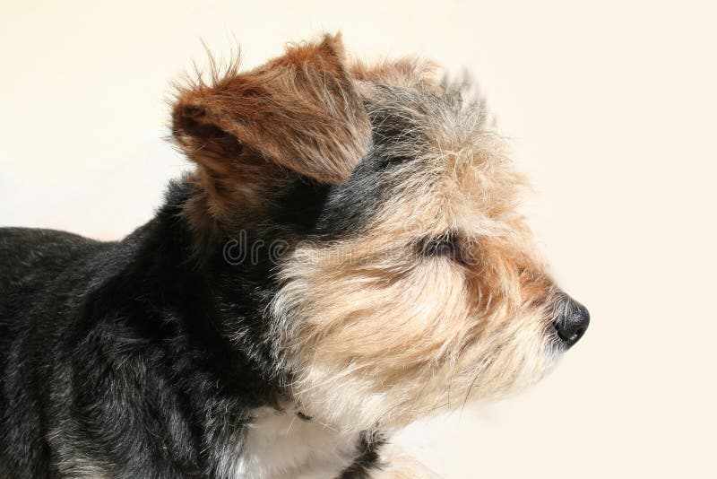 Hond stock foto. Image of gebaard, kraag, harig, kijk - 4959336