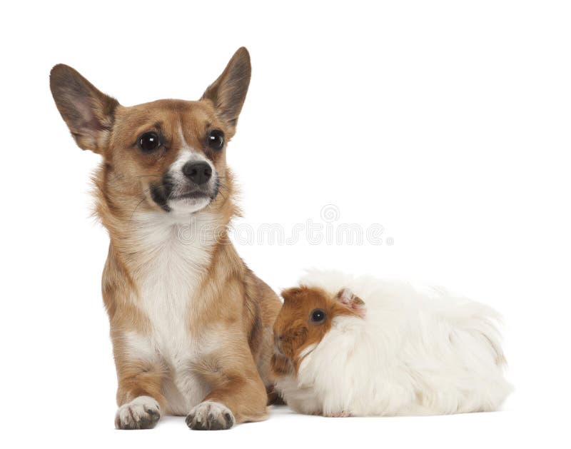 Bastaard Hond En Proefkonijn Stock Foto - Image of hybride, binnenlands ...