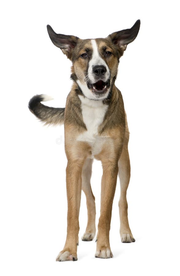 Talking Giraffe with path stock image. Image of white - 5003751