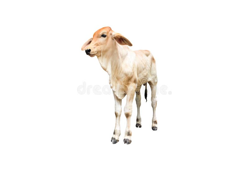 Brahman cow stock image. Image of domestic, cows, isolated - 239638765