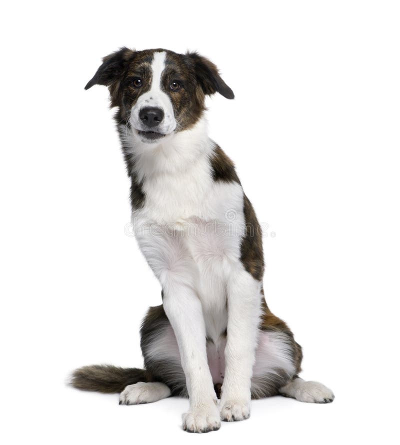 Dog in Front of White Background Stock Photo - Image of animal, canine ...