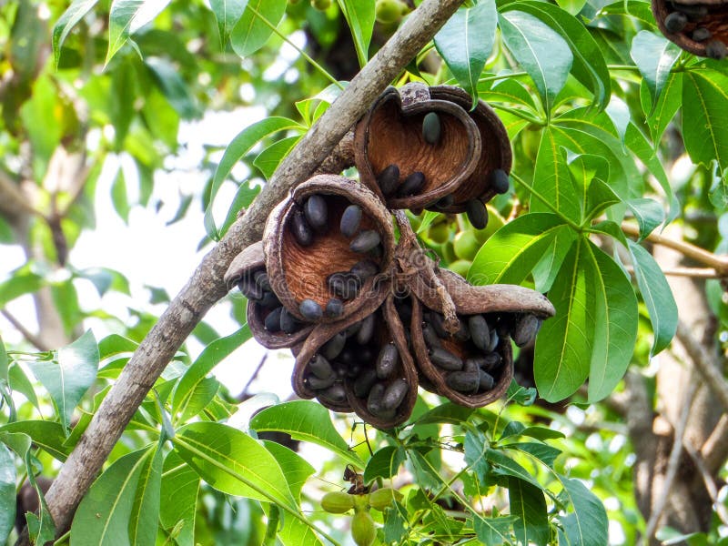 Dry Samrong Tree (Bastard Poom) Stock Photo - Image of tropical, nature ...