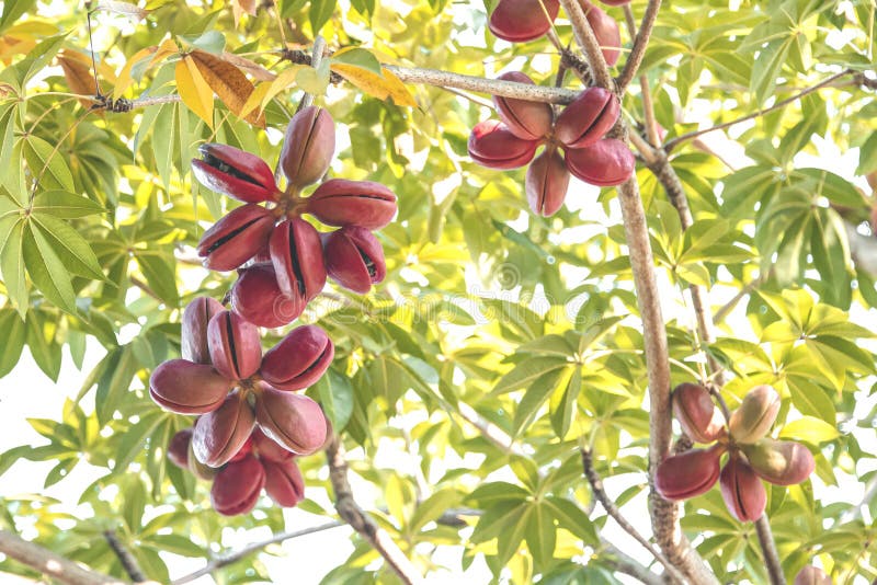Poon tree stock photo. Image of poon, environment, closeup - 239783204