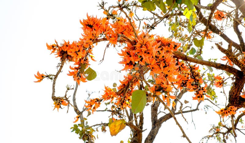 Teak Flower stock image. Image of jungle, frondosa, foreat - 50746743