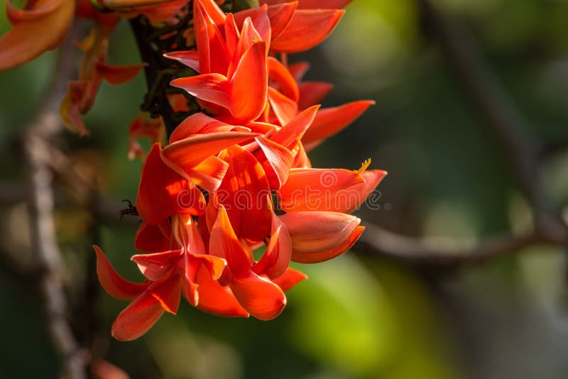 Teak flower stock photo. Image of butea, outdoor, forest - 245739764