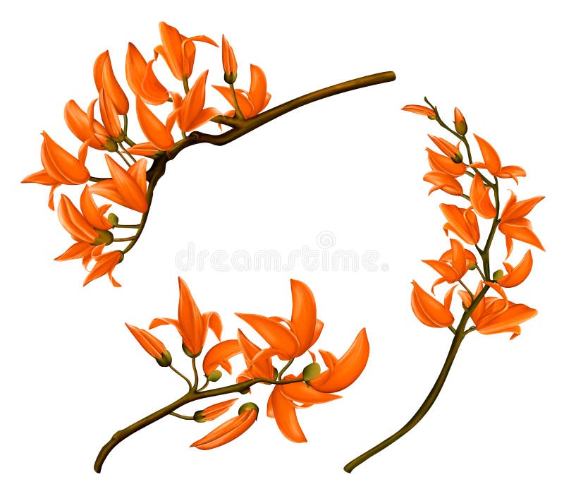 Butea Monosperma or Palash Flower of Southeast Asia. Hand Draw S Stock ...
