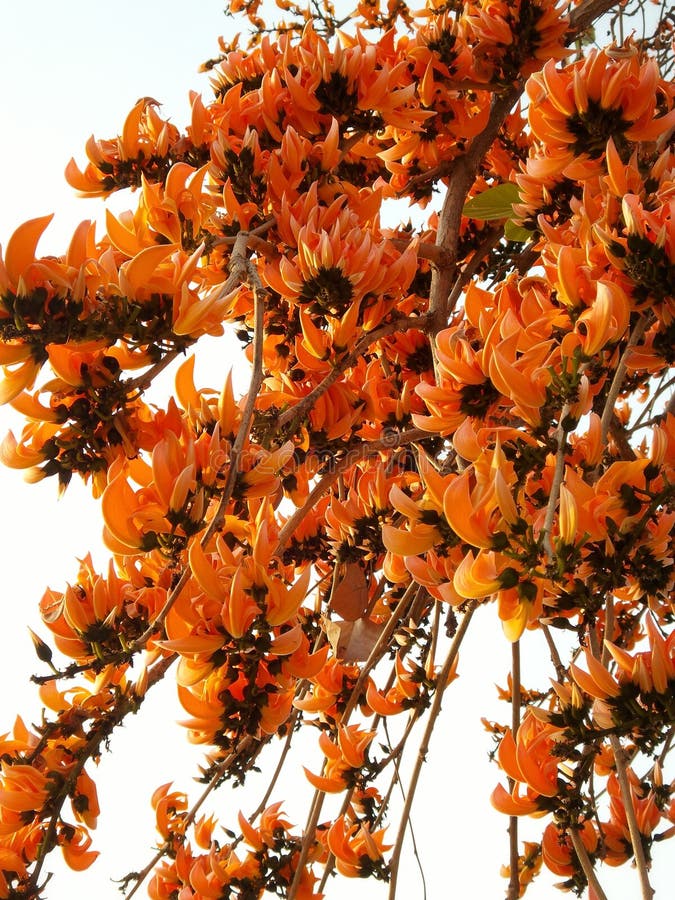 Teak Flower, Flame of the Forest Stock Image - Image of pangong, jungle ...