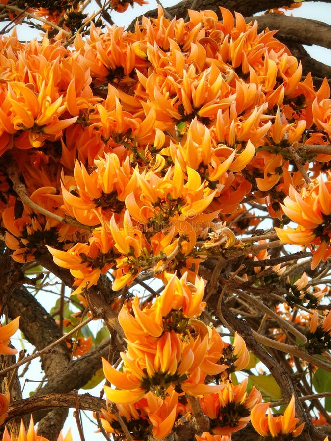Teak flowers stock photo. Image of curved, garden, asia - 37899840