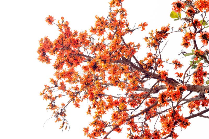 632 Kino Plant Stock Photos - Free & Royalty-Free Stock Photos from ...