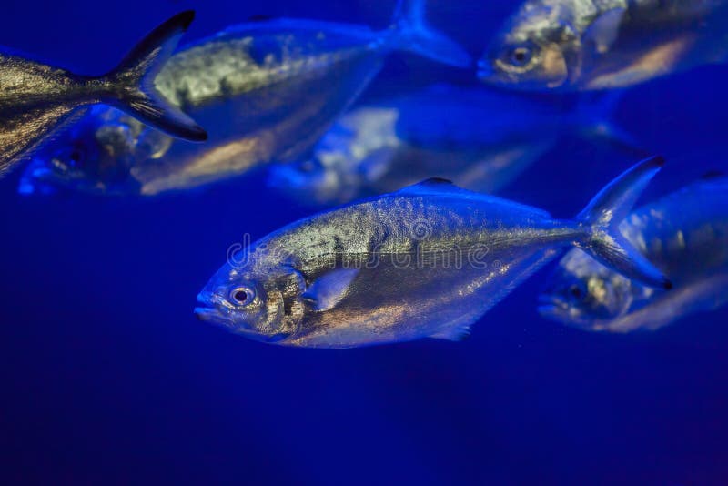 Bastardmakrele U. X28; Trachurus Trachurus& X29; Stockfoto - Bild von ...