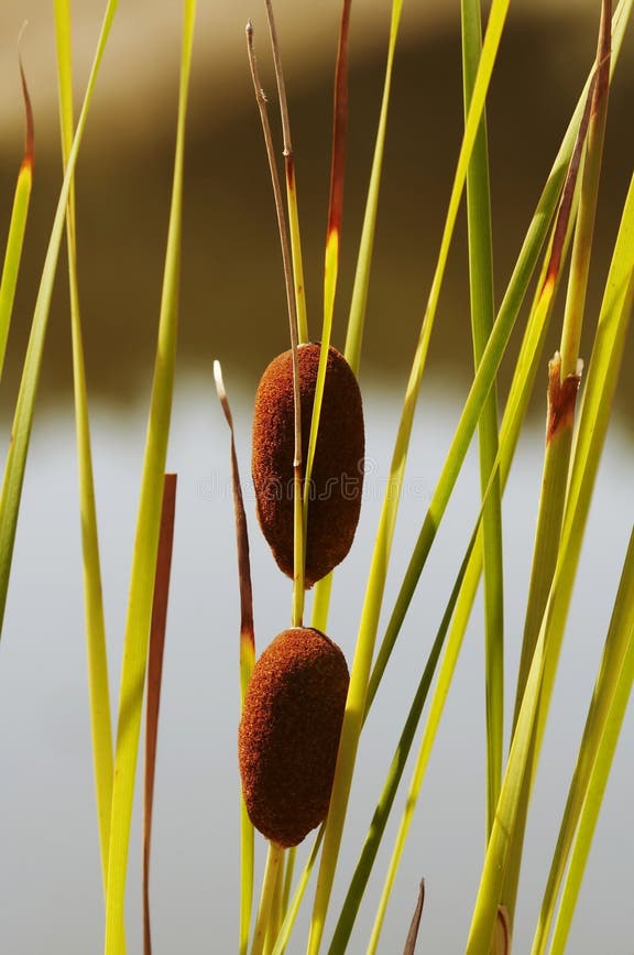 Bastones imagen de archivo. Imagen de color, verano, travieso - 3090657