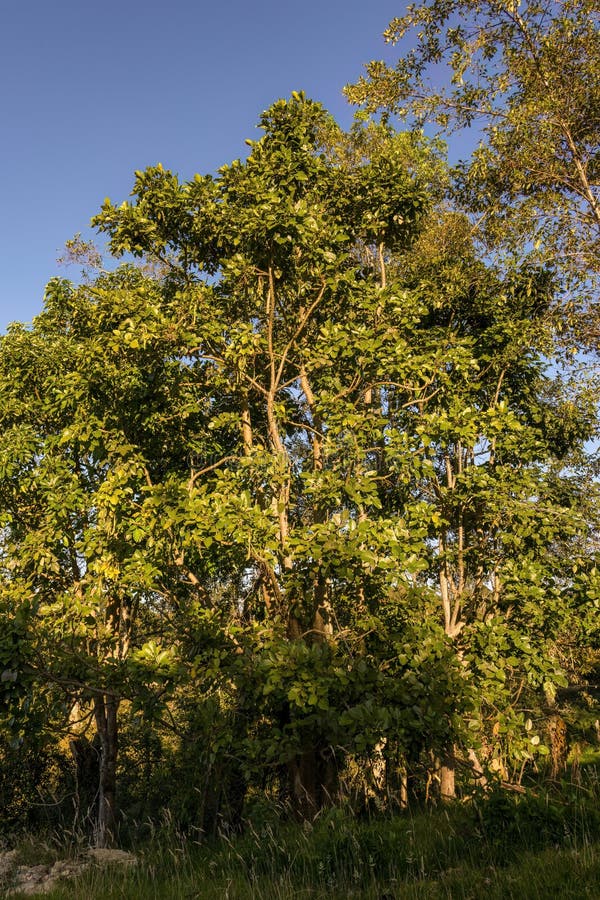 A Basul Tree Illuminated by the Light of the Morning Sun Stock Image ...