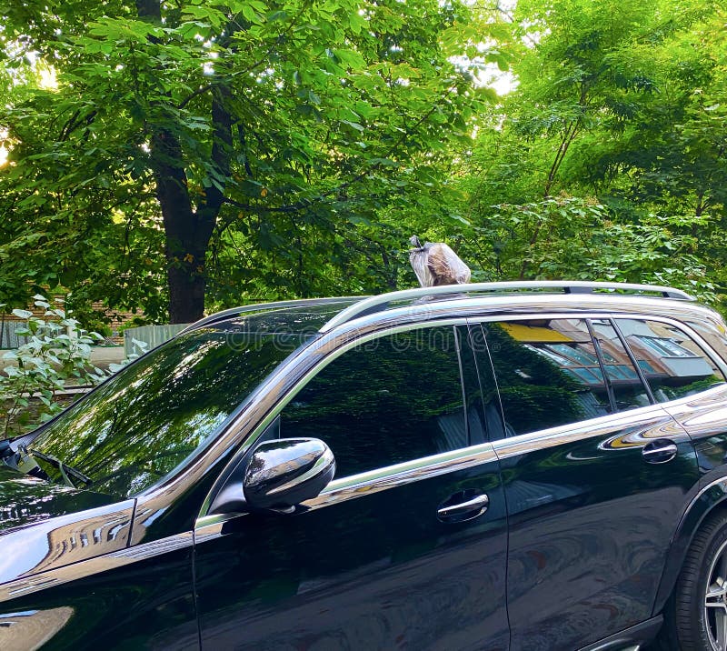 Basura En El Techo Del Auto Imagen de archivo - Imagen de concepto ...