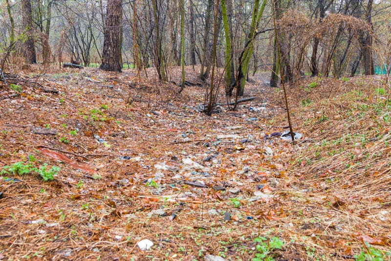 Basura En Un Pinar. Botellas De Vidrio De Alcohol Se Dispersan En El ... Basura En Un Pinar. Botellas De Vidrio De Alcohol Se Dispersan En El ...