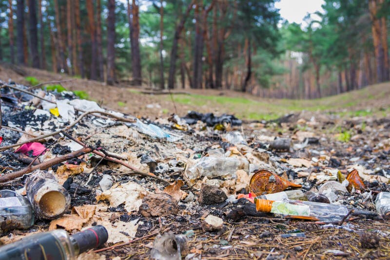 Basura En Un Pinar. Botellas De Vidrio De Alcohol Se Dispersan En El ... Basura En Un Pinar. Botellas De Vidrio De Alcohol Se Dispersan En El ...