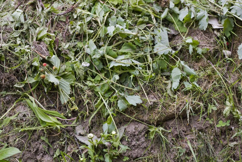 Basura Putrefacta De La Hierba Imagen de archivo - Imagen de travieso ...