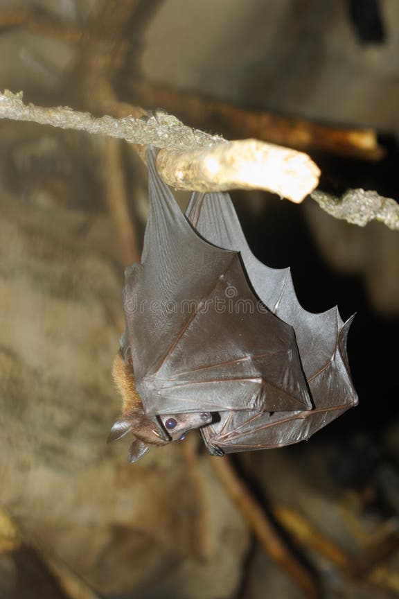 Bat stock photo. Image of omaha, black, phobia, staring - 18780424