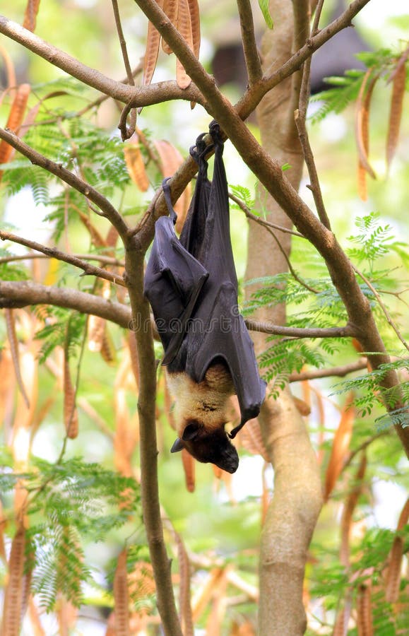 Bat stock photo. Image of wild, portrait, animal, vampire - 16451560