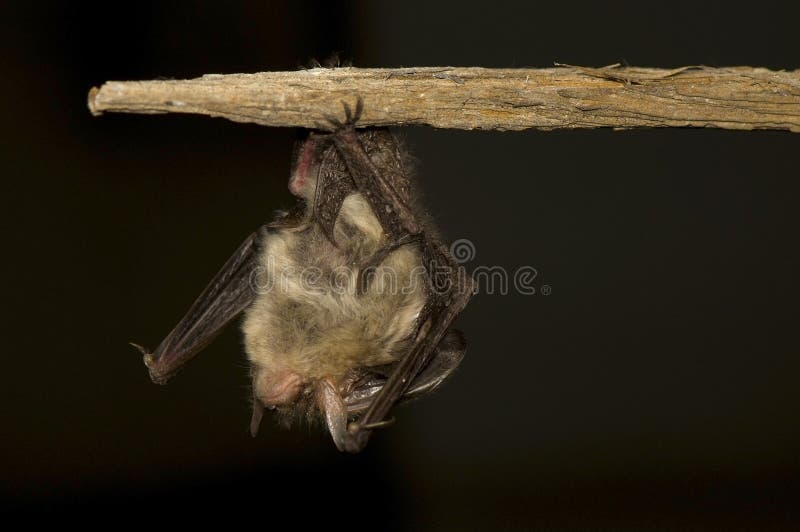 Bat 6 stock image. Image of animal, mouth, hair, close - 14243645