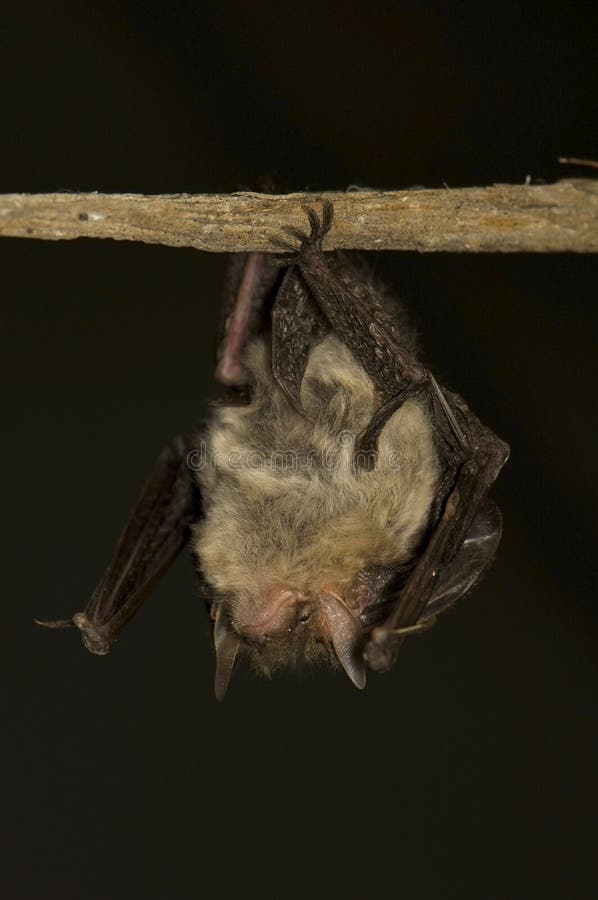 Pipistrelle Bat stock photo. Image of insectivorous, animal - 98492406