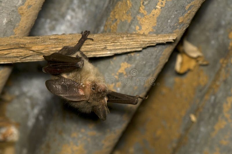 Bat stock image. Image of wild, small, scary, outdoor - 22754927