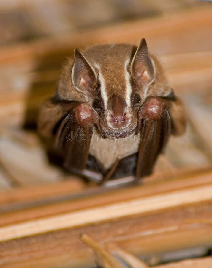Malayan flying fox bat stock image. Image of sleeping - 9480383