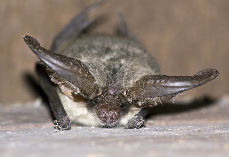Sleeping bat stock photo. Image of cave, moist, sleep - 1825298