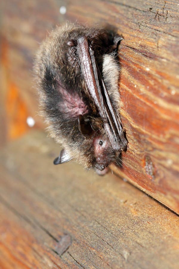 Heart-nosed Bat (Cardioderma Cor) Stock Photo - Image of wildlife ...