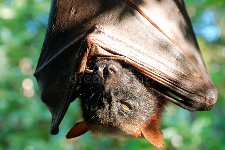 Bat Dong Stock Photos - Free & Royalty-Free Stock Photos from Dreamstime