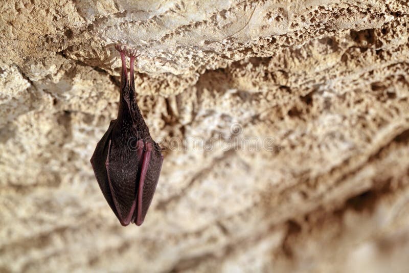 Sleeping bat stock photo. Image of cave, moist, sleep - 1825298