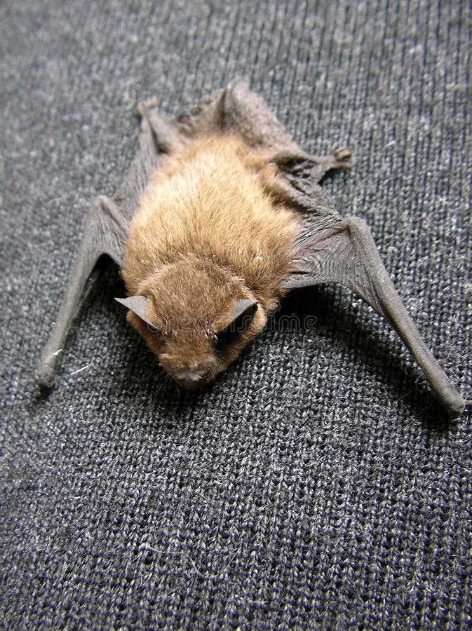 Bat stock image. Image of microchiroptera, echo, night - 5793233
