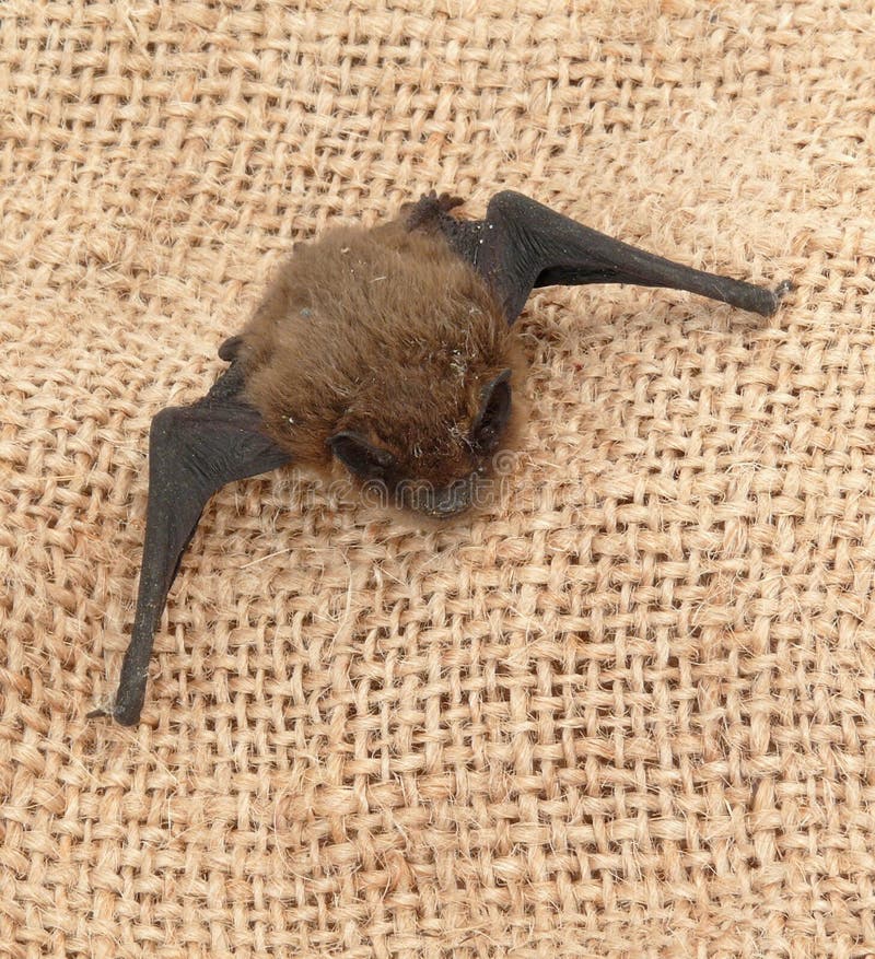 Fruit Bat with Food stock photo. Image of claws, eating - 6509124