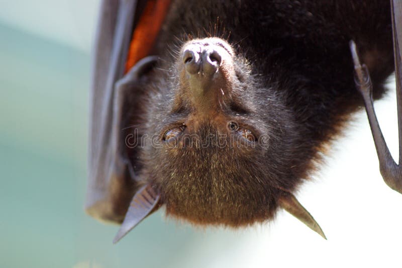 Bat stock image. Image of mammals, wings, face, nose, black - 7106385