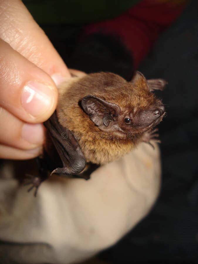 Nest of Bird with Eggs in the Forest Stock Image - Image of eggs ...