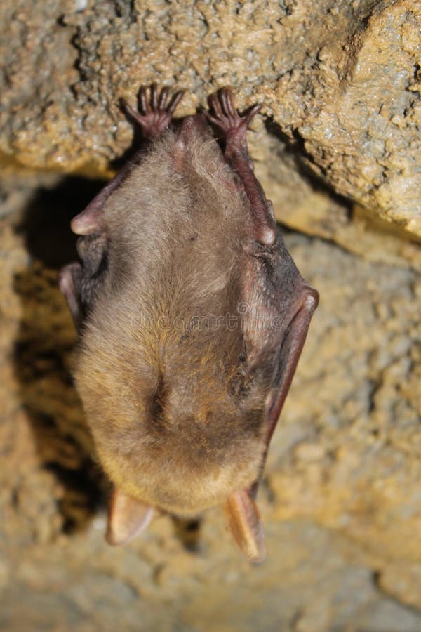 Bat stock photo. Image of beautiful, relaxing, rocks - 47285112