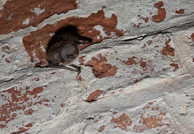 Bat on Anabiose Frozen Condition Under Castle Stock Image - Image of ...