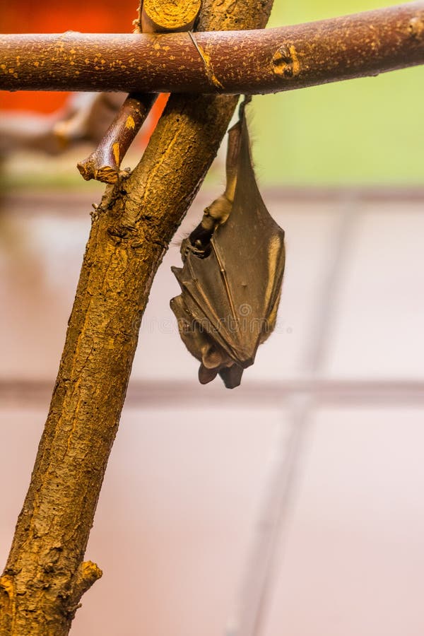 The Bat Animal Latin Name Microchiroptera is Hanging on the Wood Branch ...
