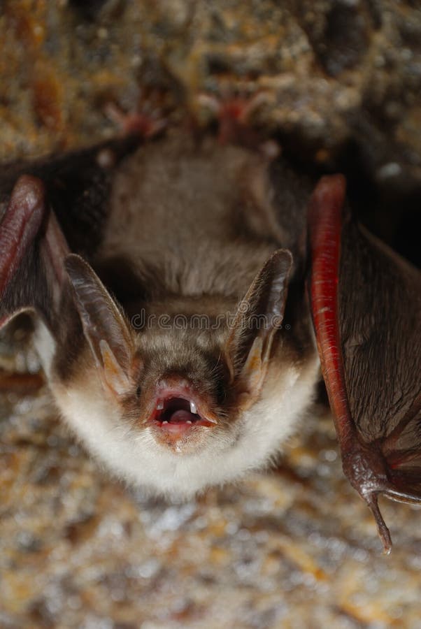 Bat with bared teeth stock photo. Image of wing, terrible - 12780140