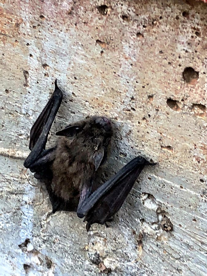 Bat stock image. Image of wings, hanging, wall, wild - 121988713