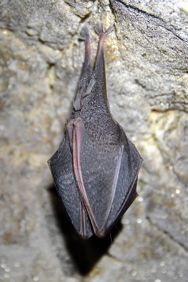 Bat stock photo. Image of rest, ceiling, wildlife, upside - 245562288