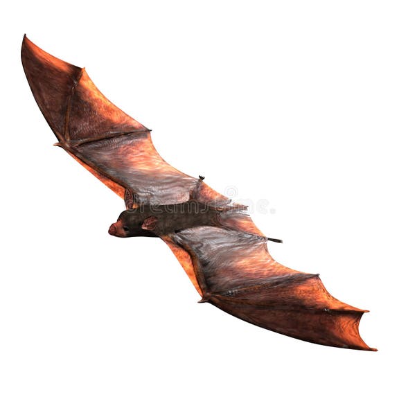 Mammals Wings Stock Illustrations – 1,266 Mammals Wings Stock ...