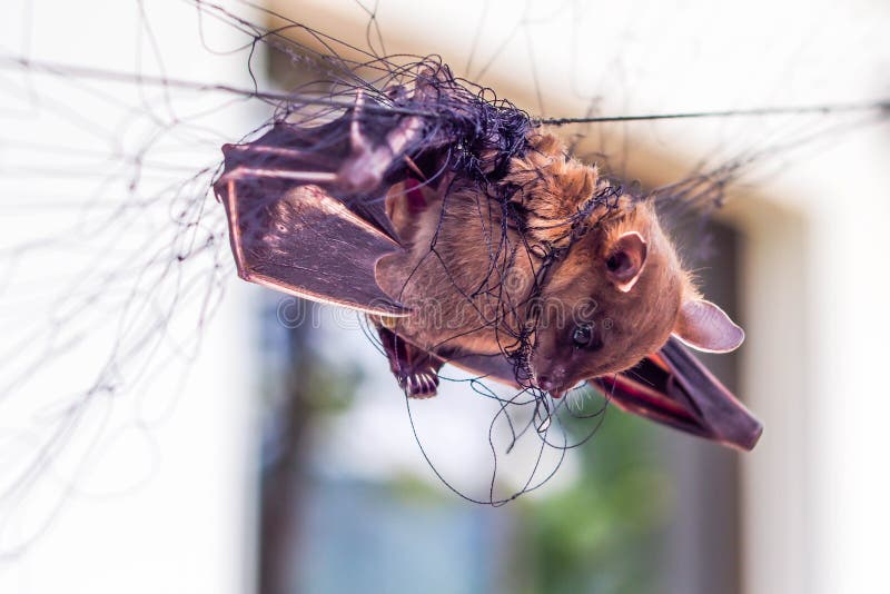 The Bat stock photo. Image of trap, outdoors, danger - 46224678