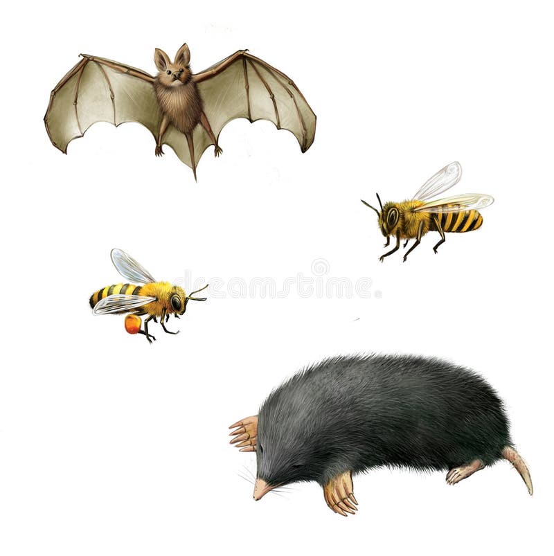 Bat, Bees, and Mole stock illustration. Illustration of insect - 29743089