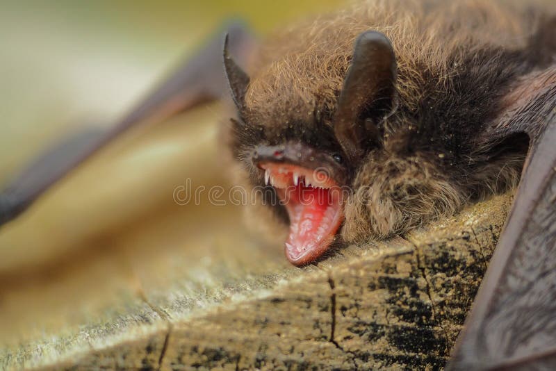 A Bat. Bieszczady Mountains, Carpathians, Poland Stock Image - Image of ...
