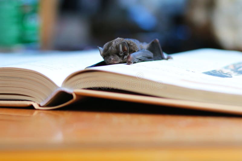The bat on the book stock image. Image of blue, book - 126153855