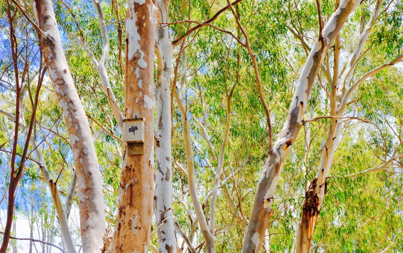 Bat Box in the Australian Bush Stock Image - Image of trunk, australian ...
