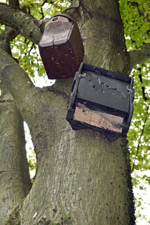Bat Box and Bird house stock photo. Image of animal - 103009092
